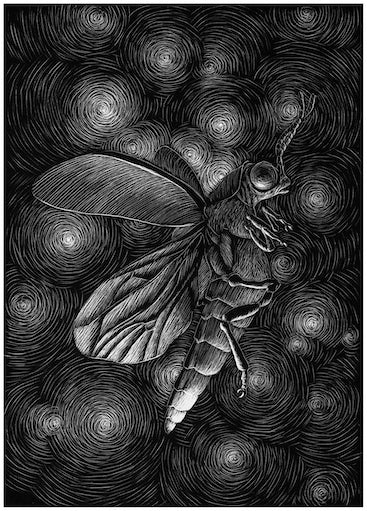 original scratchboard, Lightning Bug – Kate Samworth